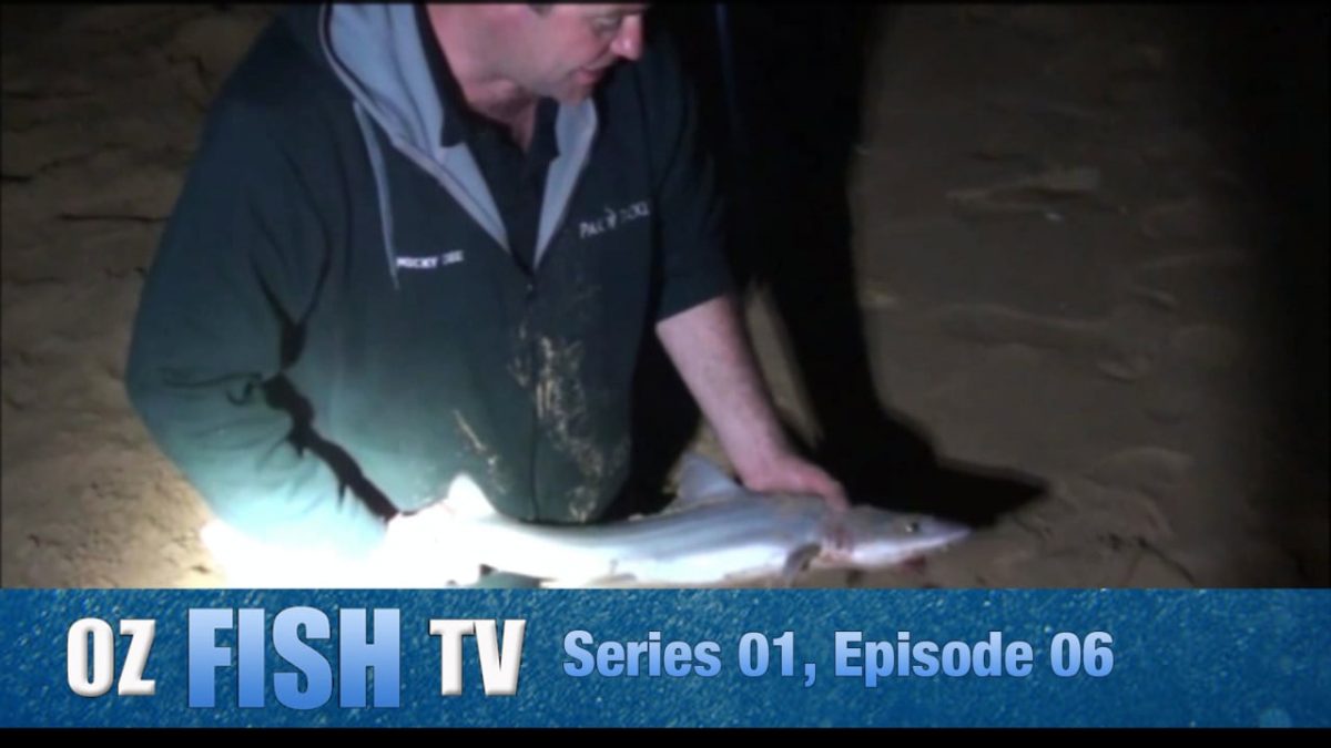 Oz Fish TV Archives - AFNTV