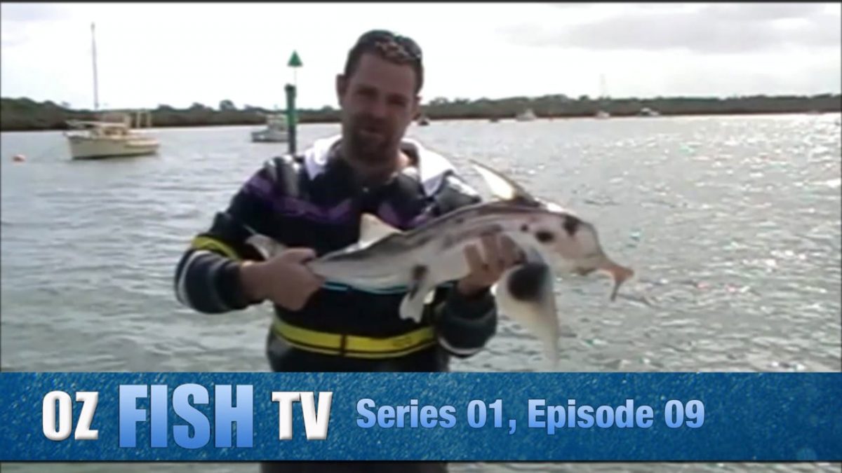 Oz Fish TV Archives - AFNTV